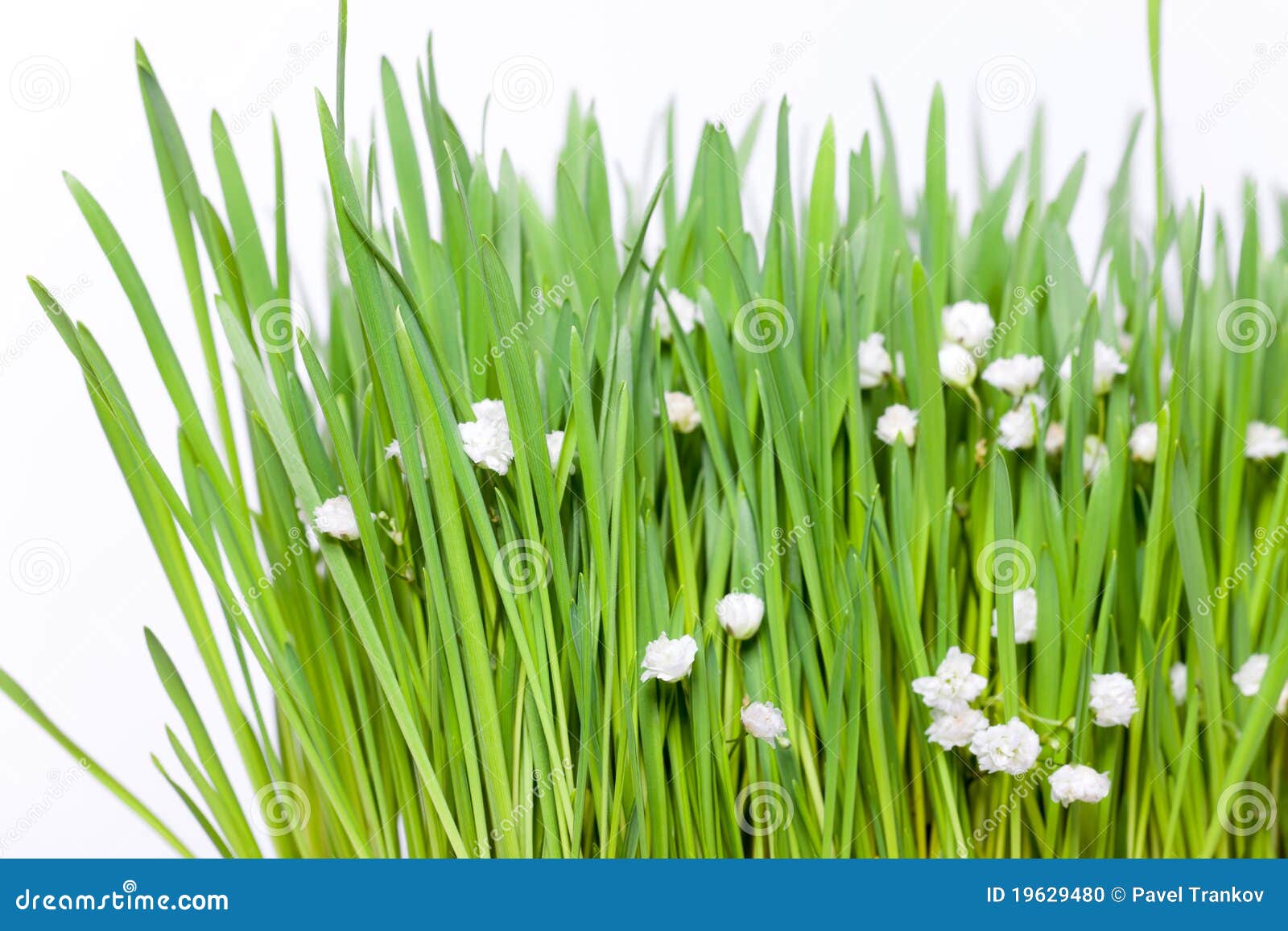 Green grass with flowers stock photo. Image of nature - 19629480
