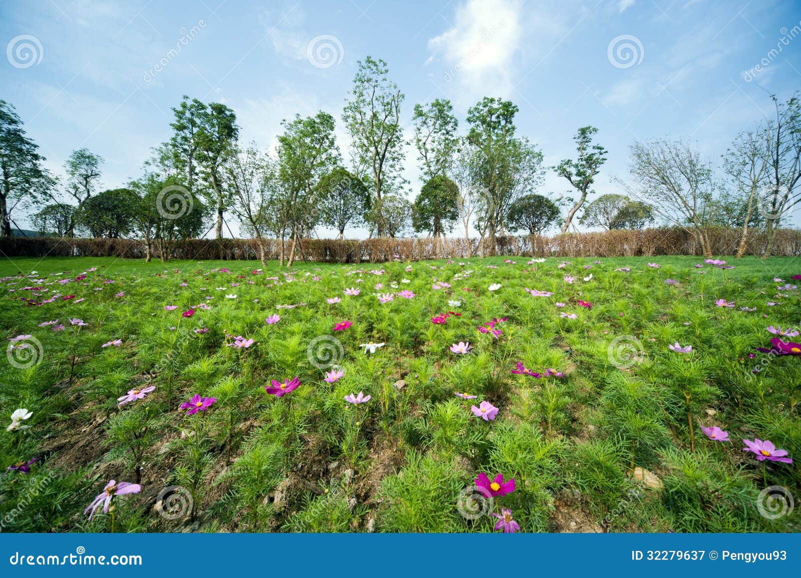 Green grass and flowers stock image. Image of grasslands - 32279637