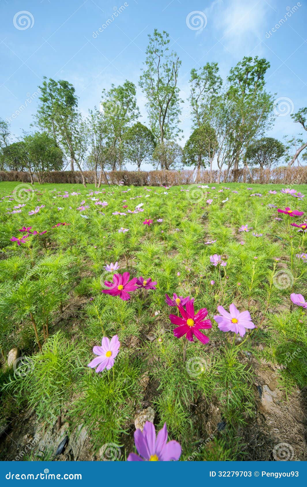 Green grass and flowers stock image. Image of natural - 32279703