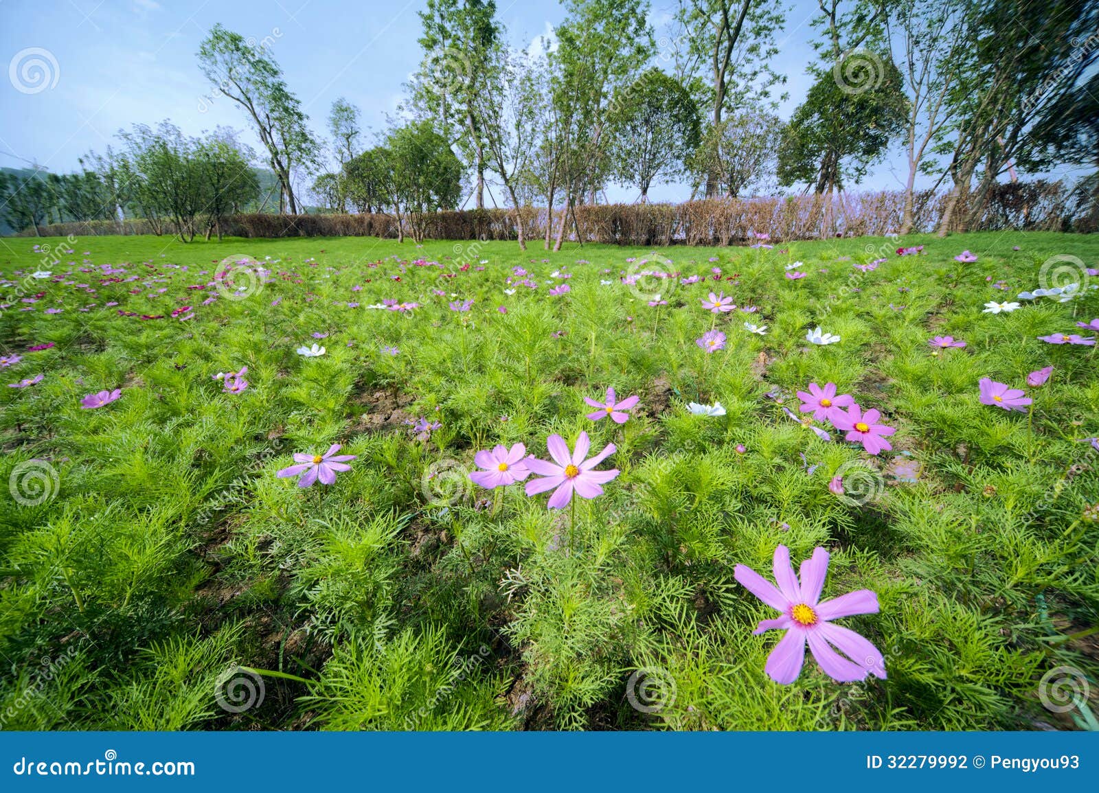 Green grass and flowers stock photo. Image of environment - 32279992