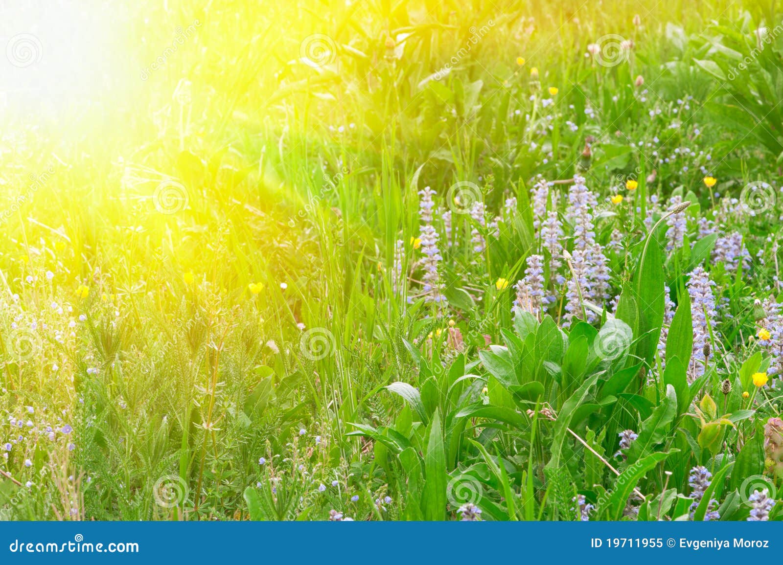 Green Grass and Flowers in Sun Rays Stock Image - Image of bright ...