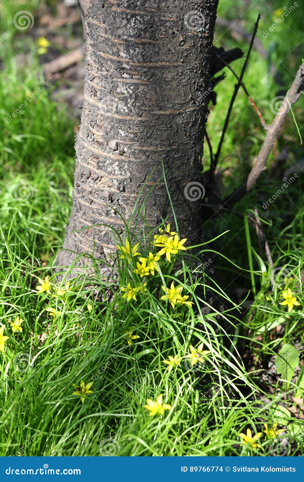 Green Grass, Flowers Under a Tree. Stock Photo - Image of landscape ...