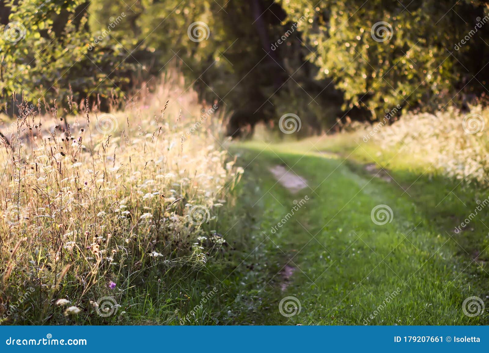 Green Grass and Footpath in Sunlight Stock Image - Image of closeup ...