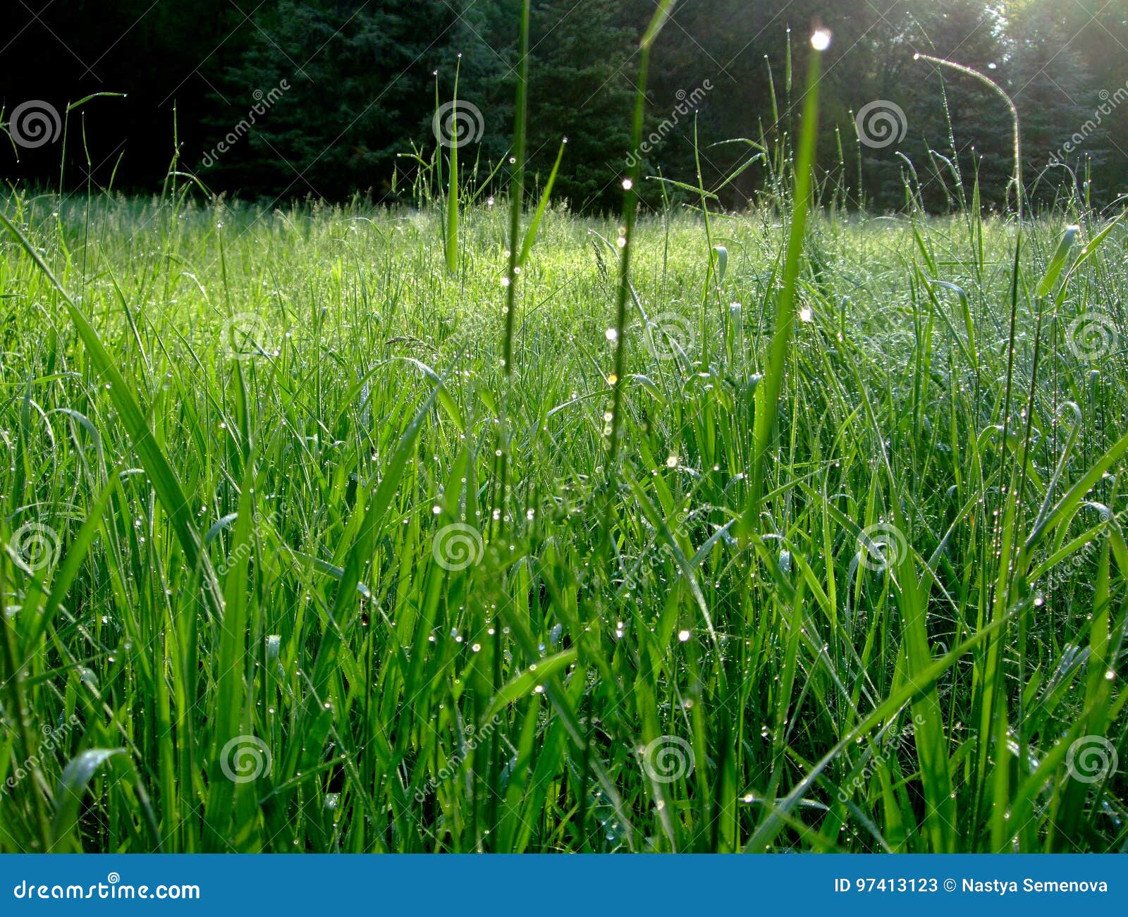 Green Grass in Forest with Drops of Dew Stock Image - Image of grass ...