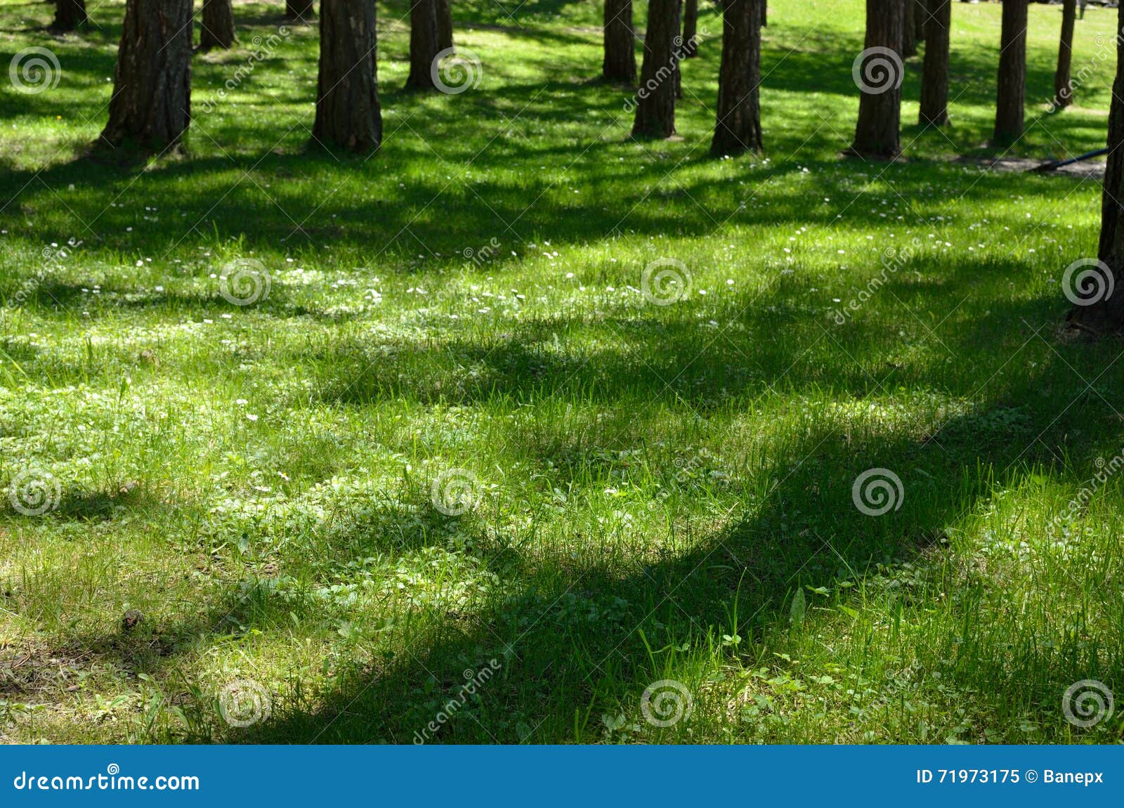 Green Grass in Forest stock image. Image of park, nature - 71973175