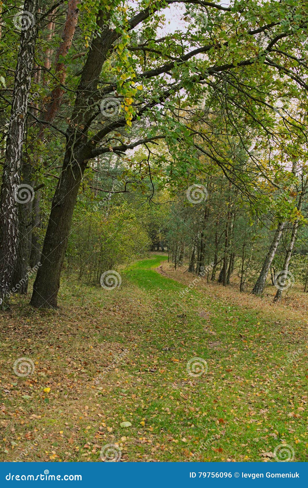 Green Grass Formed a Nice Path in the Autumn Forest Stock Photo - Image ...
