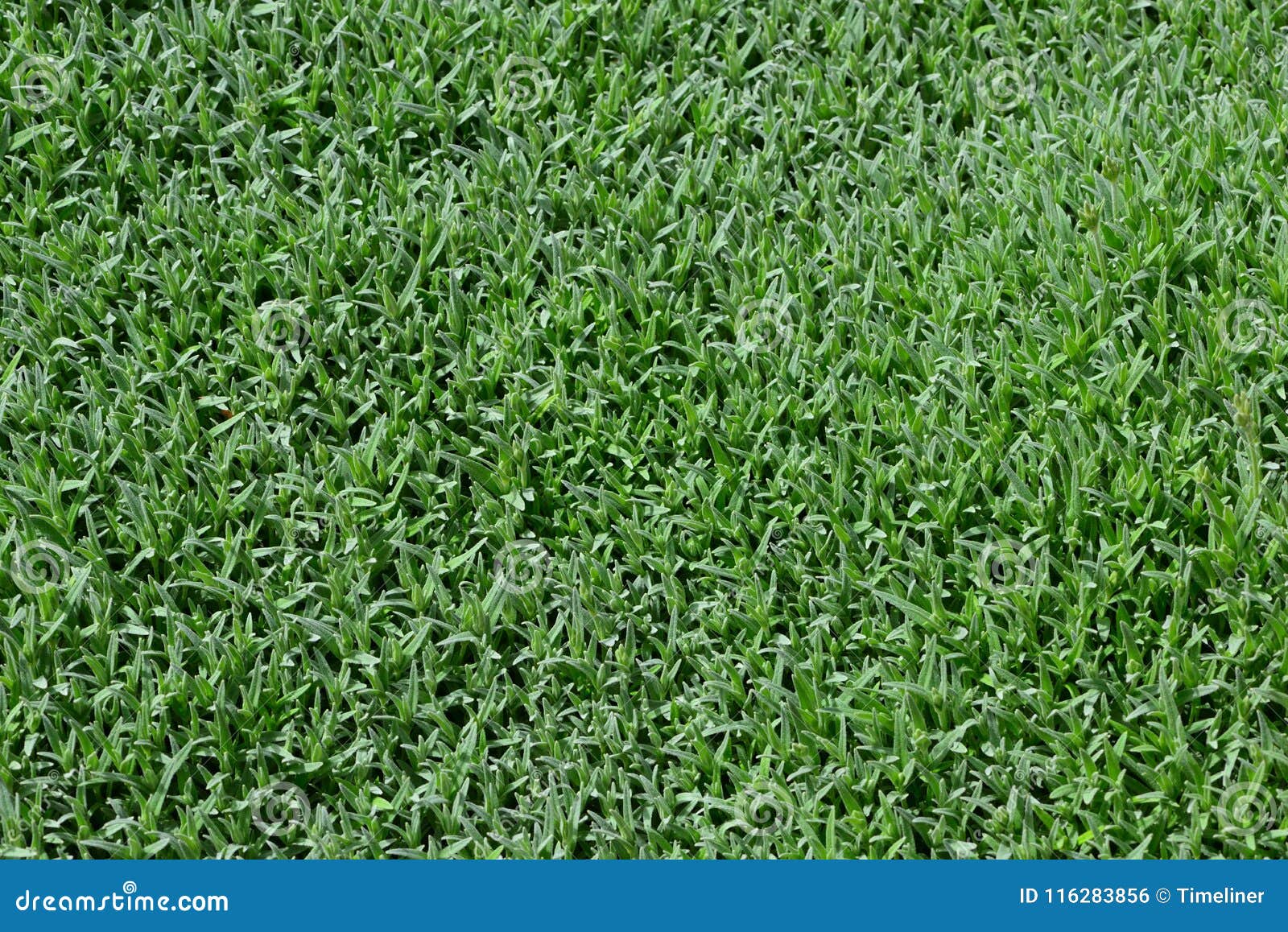 Dense green grass texture stock photo. Image of dense - 116283856