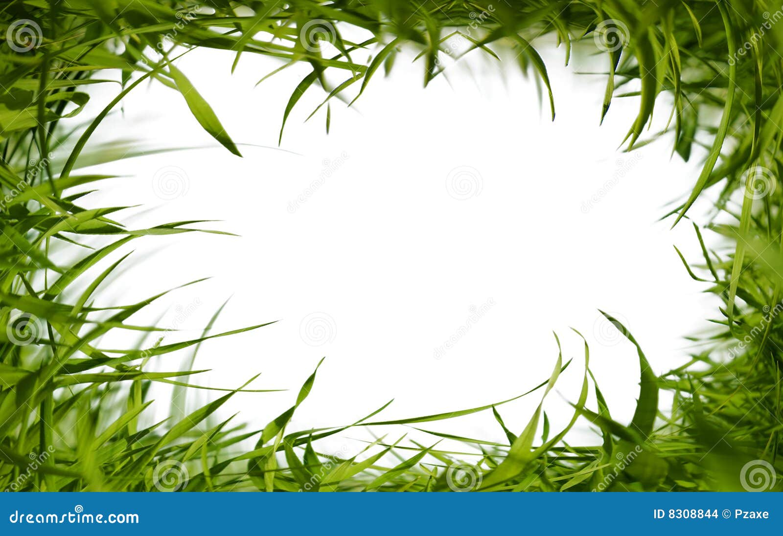 Green grass frame stock photo. Image of abstract, meadow - 8308844