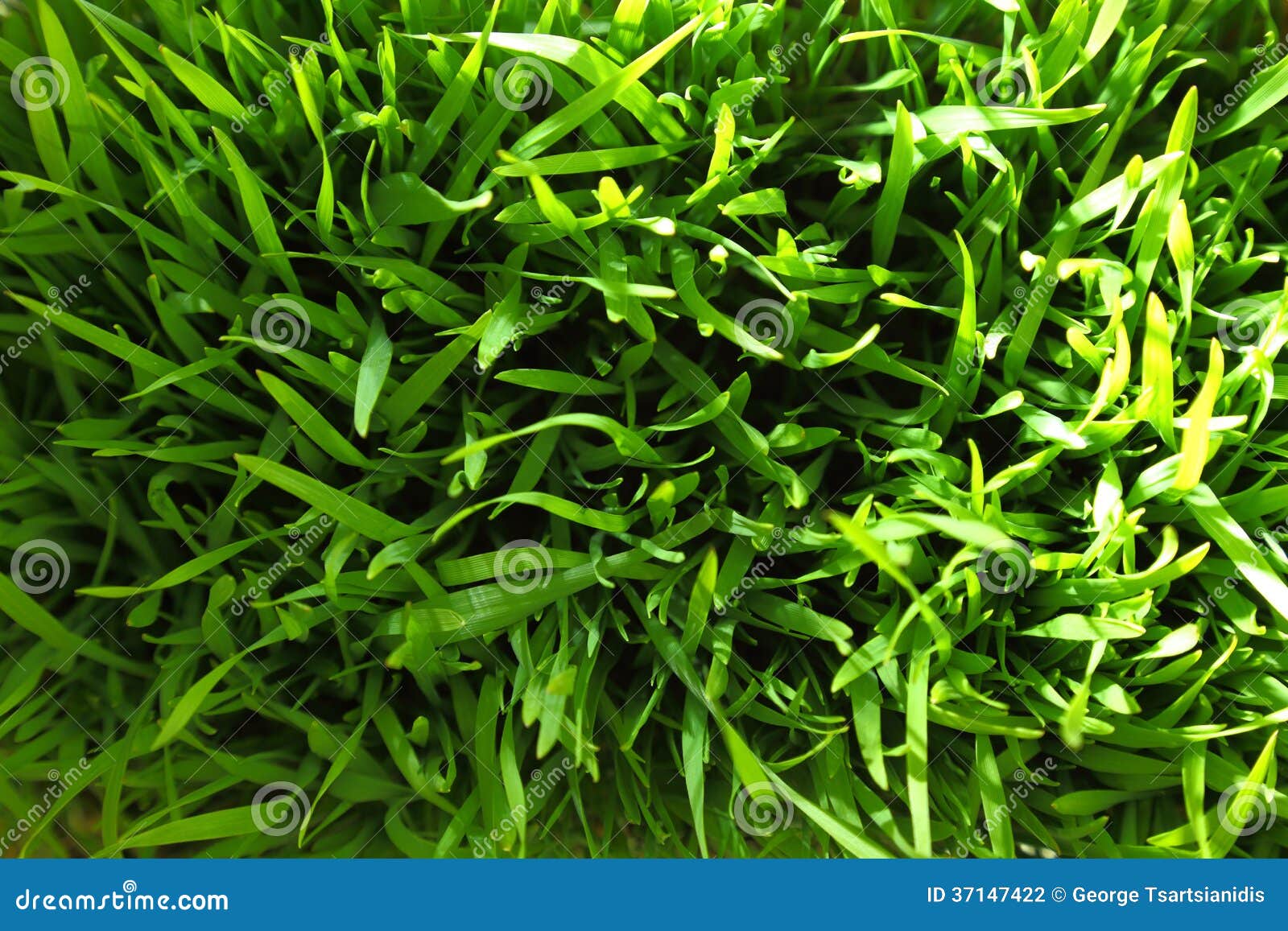 Green grass fresh stock photo. Image of blades, abstract - 37147422