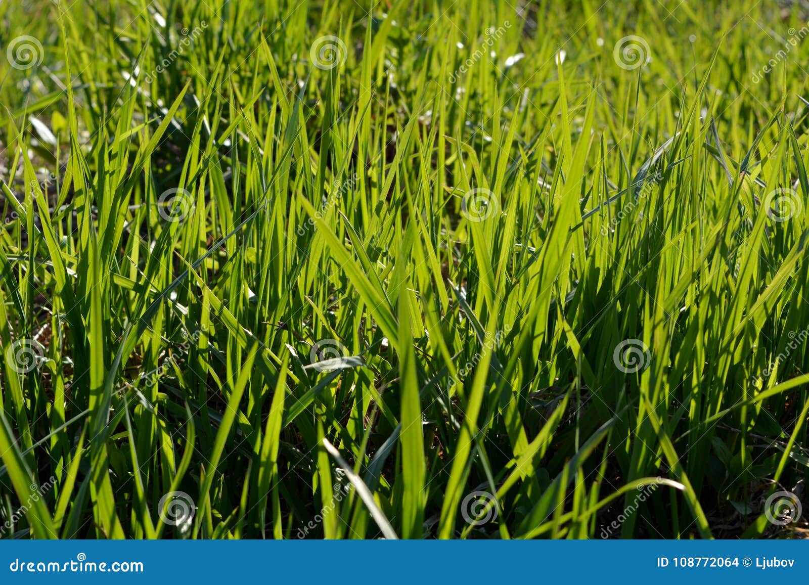 Green Grass. Fresh Spring Lawn. Stock Photo - Image of lawn, abstract ...