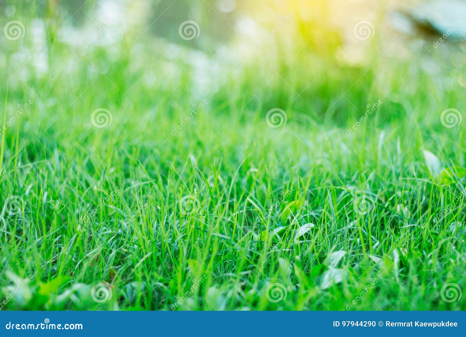 Green Grass with Freshness of Nature. Stock Photo - Image of nature ...