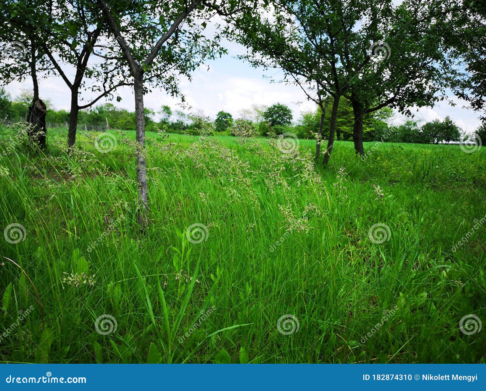 Green Grass and Fruit Trees in Spring Stock Photo - Image of trees ...
