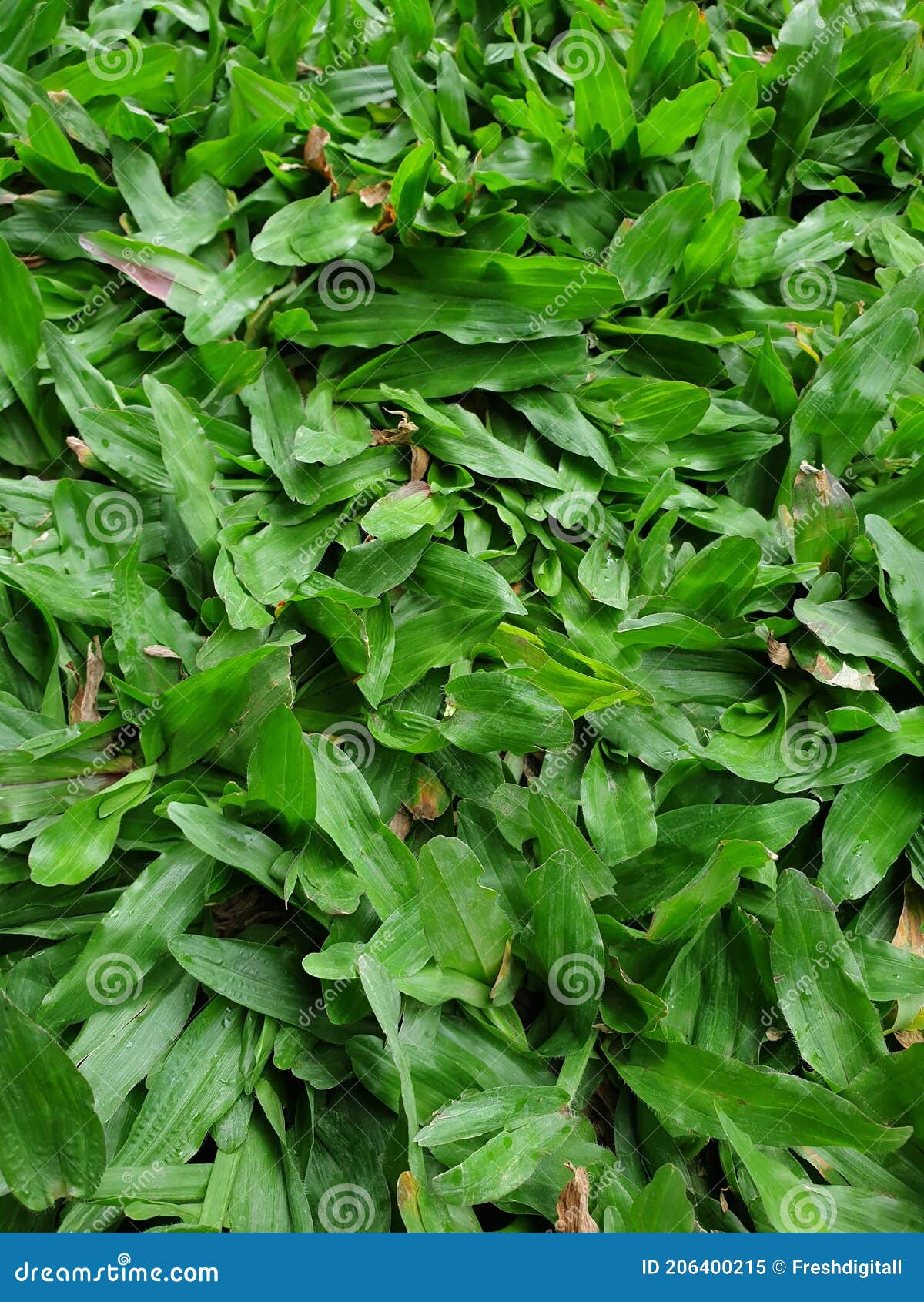 Green grass in the garden stock image. Image of daylight - 206400215