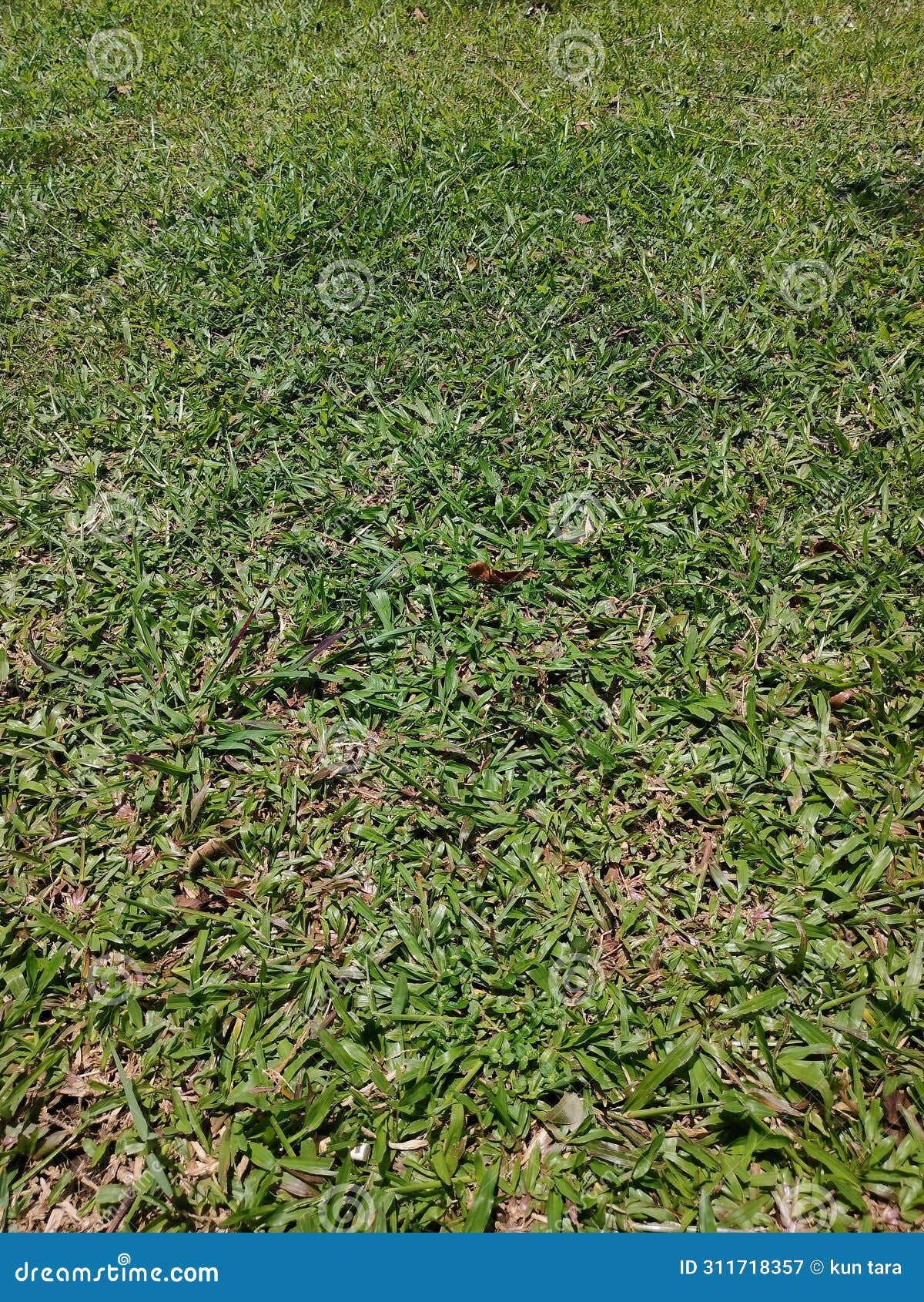 Green Grass in the Garden Photographed at Noon Stock Image - Image of ...