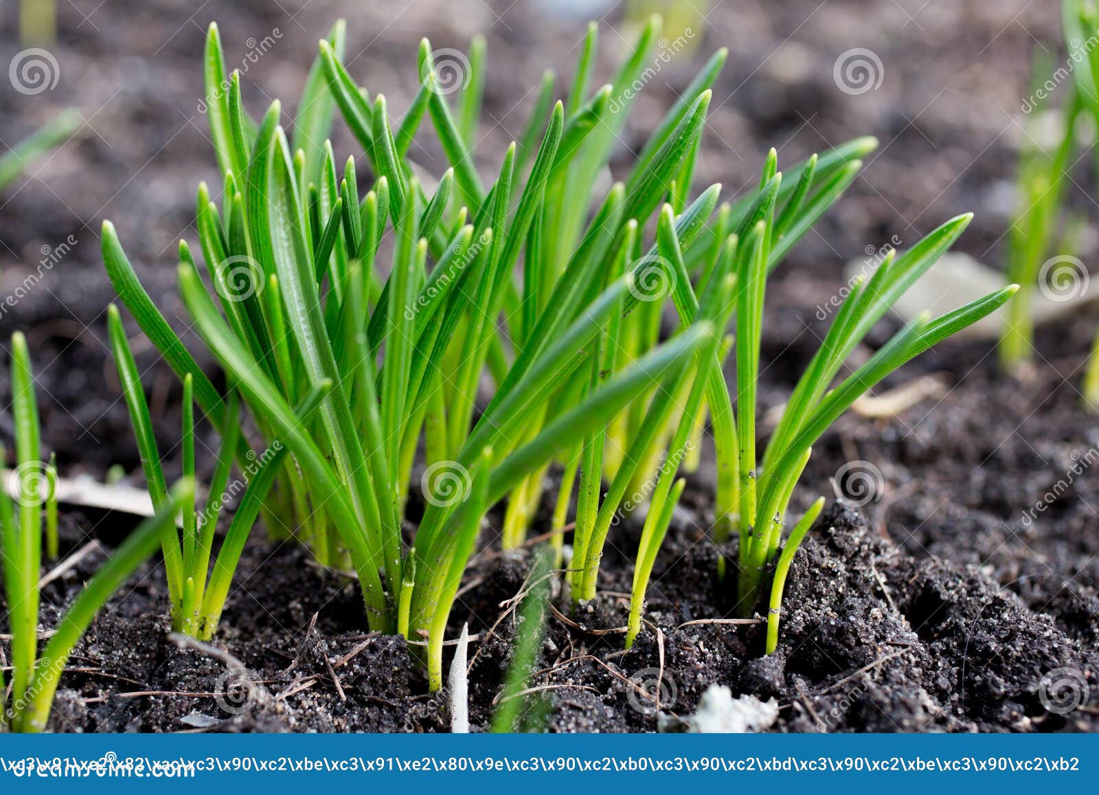 Green grass germination stock photo. Image of environment - 38698898