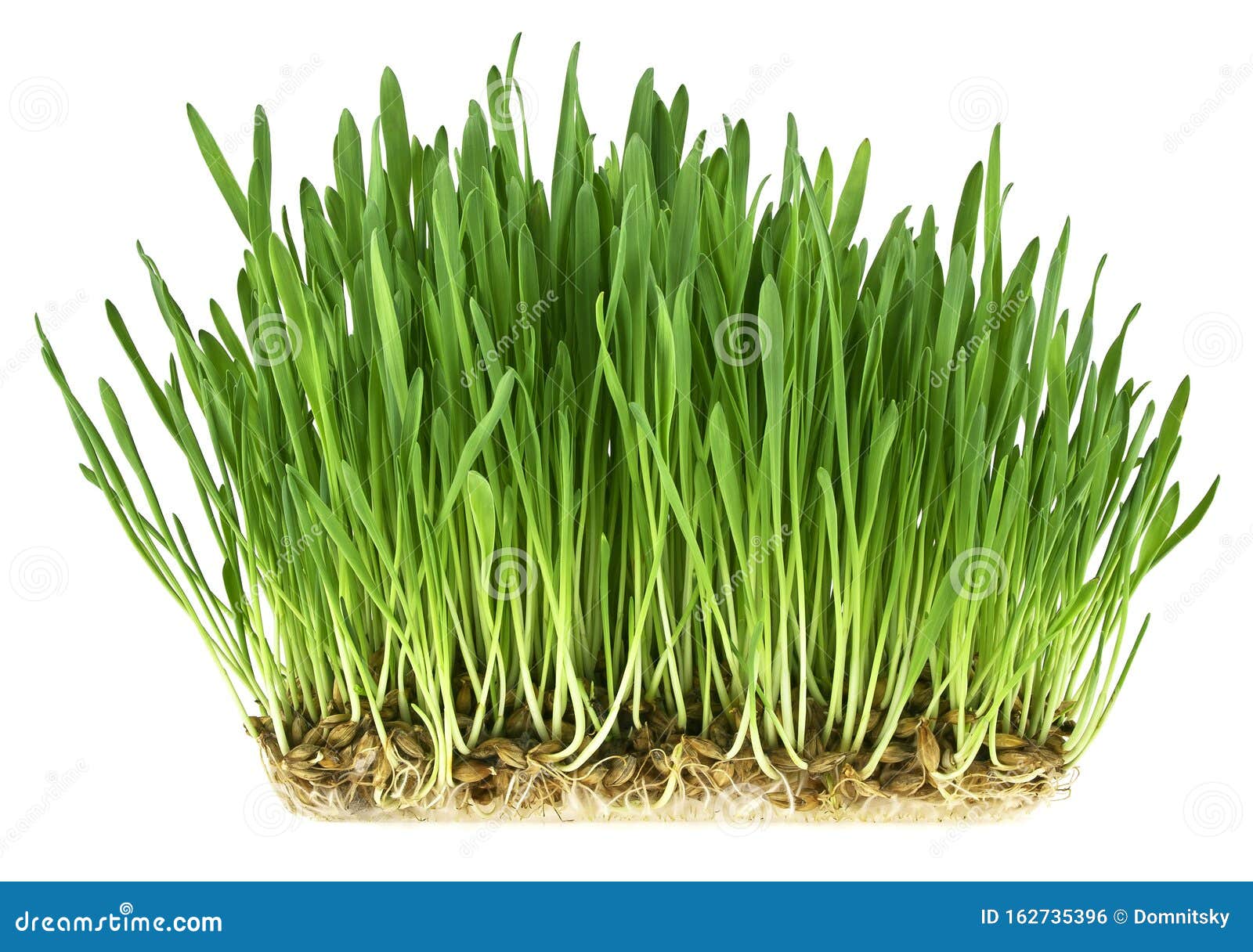 Green Grass Germination from Wheat Grains with Roots. Image on a White ...