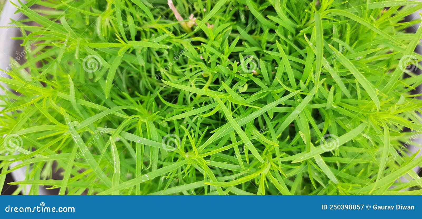 Green grass, ghaas stock image. Image of lawn, leaf - 250398057