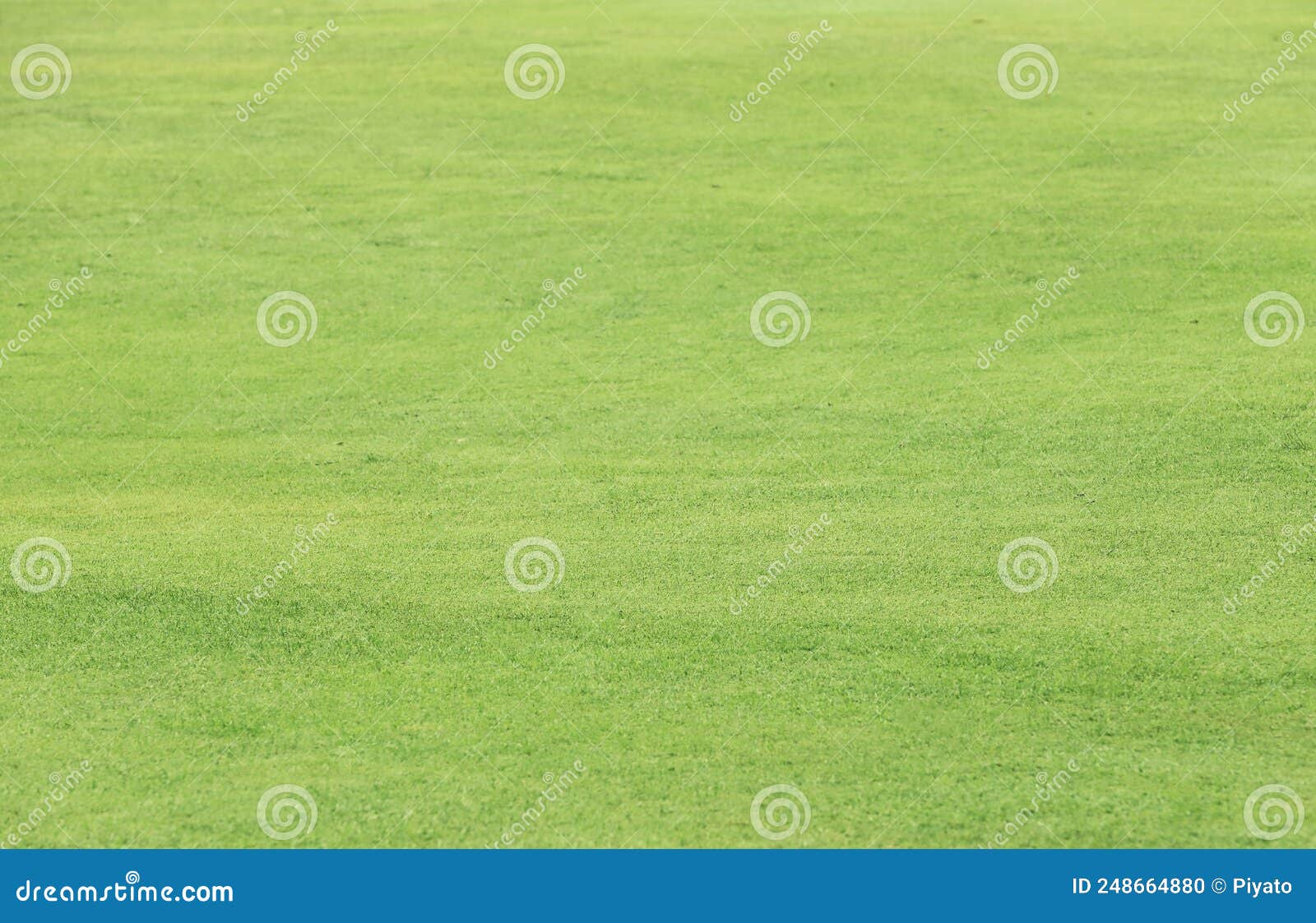 Green grass in golf course stock photo. Image of player - 248664880