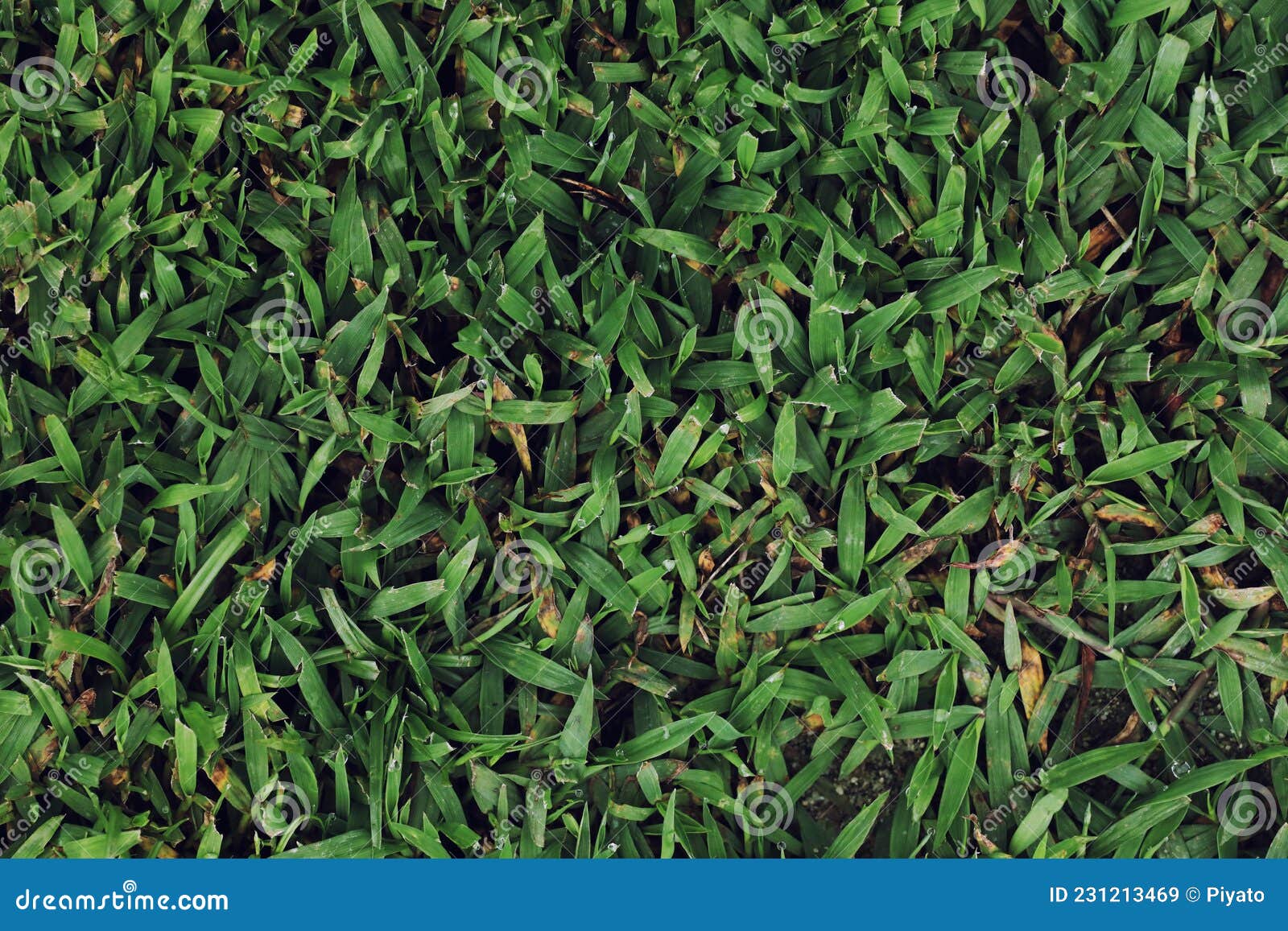 Green Grass in Golf Course Texture Background Stock Image - Image of ...