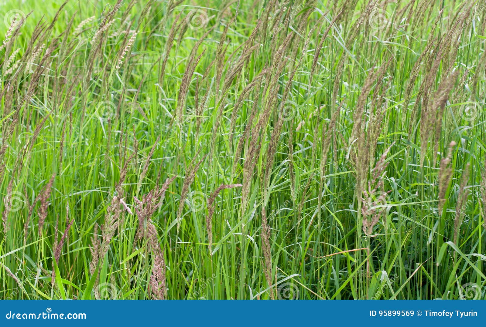 Green grass with grains stock image. Image of background - 95899569