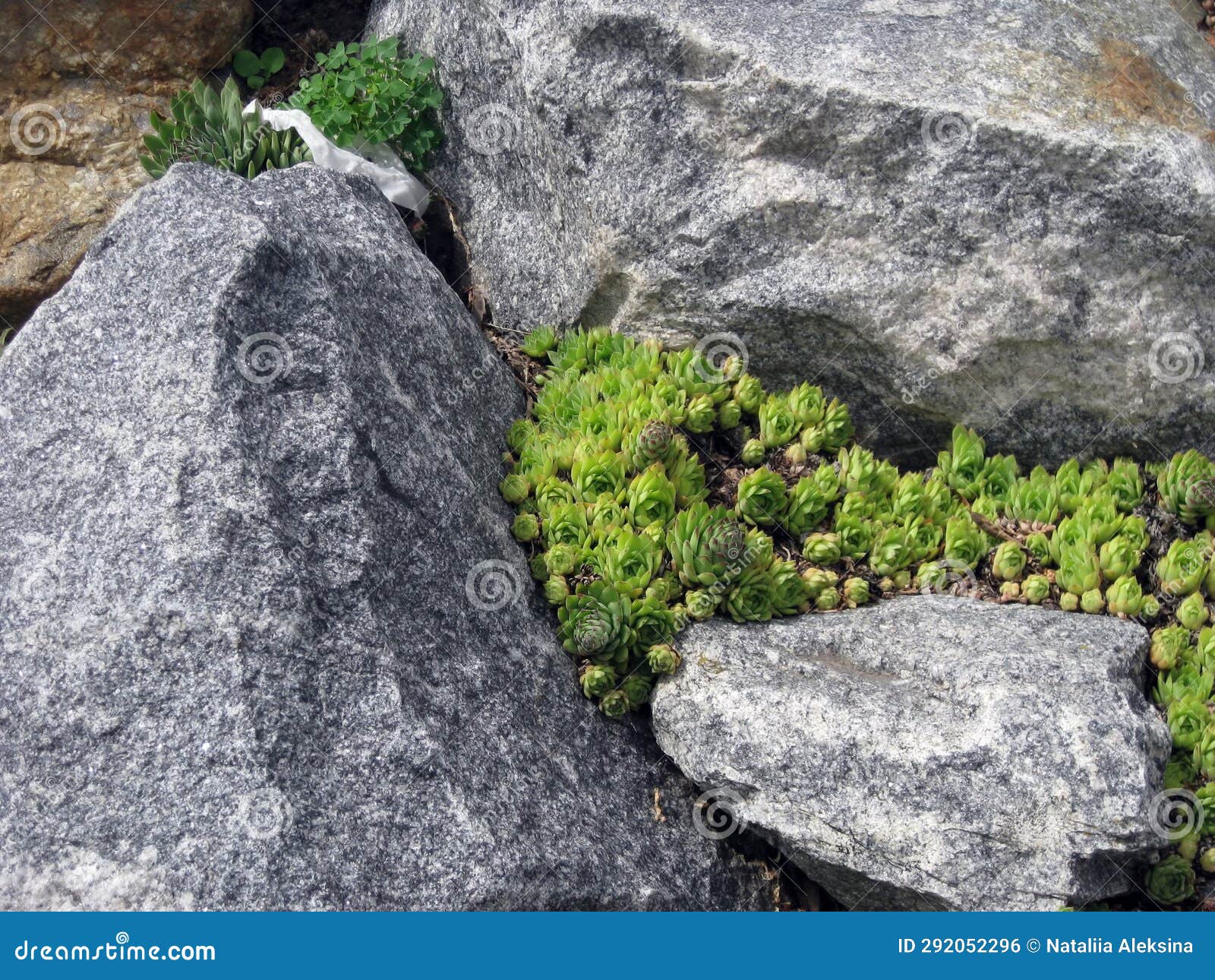 Green grass on gray stone stock photo. Image of wall - 292052296