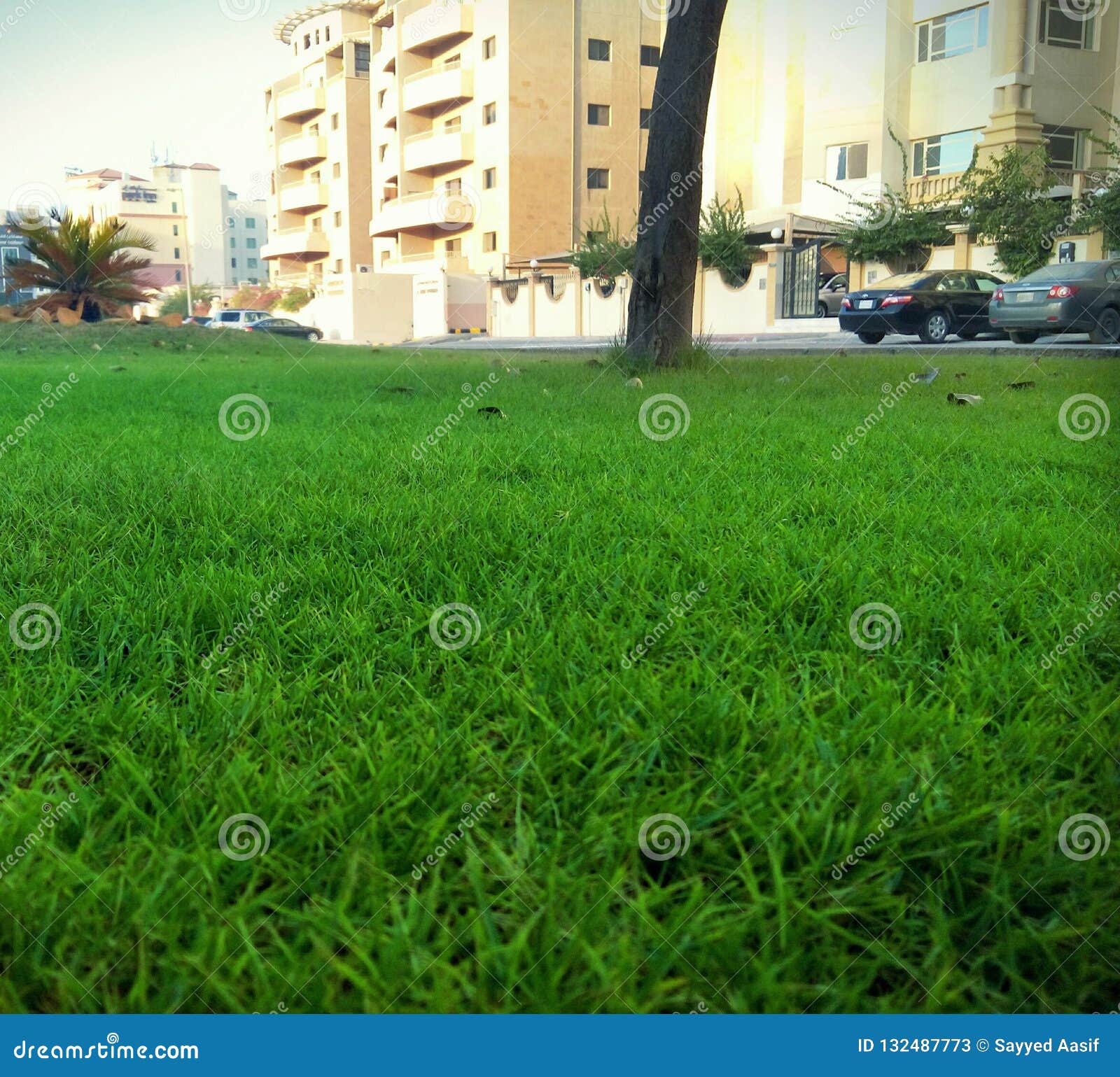 Green grass stock image. Image of peace, grass, green - 132487773