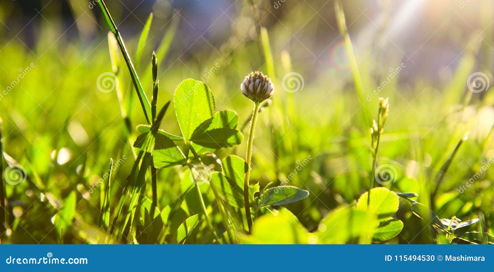 Green grass stock photo. Image of flora, garden, morning - 115494530
