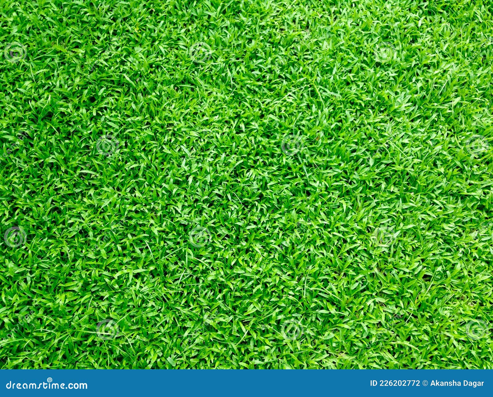 Green Grass Greenery, Green Environment Stock Photo - Image of greenery ...