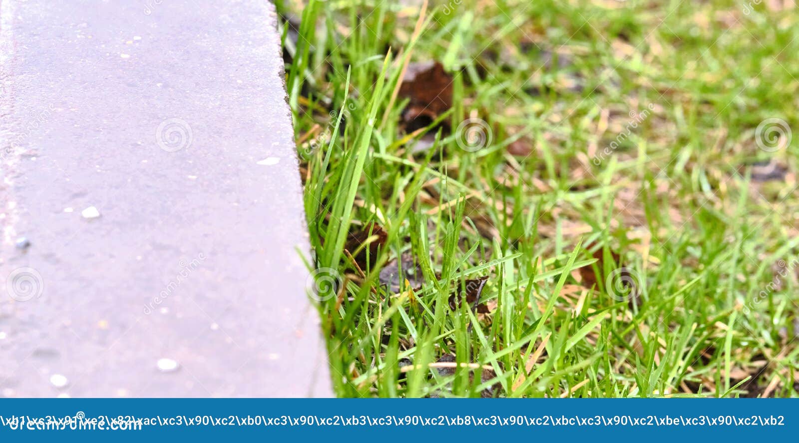 Green Grass at the Grey Kerb Stock Image - Image of avenue, ground ...