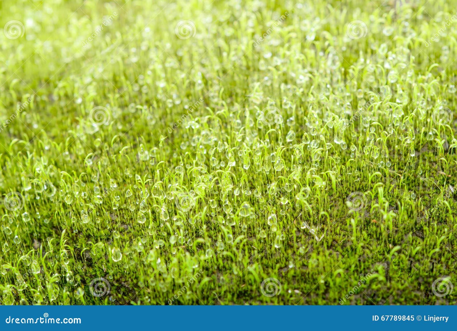 Green grass on the ground stock image. Image of landscape - 67789845