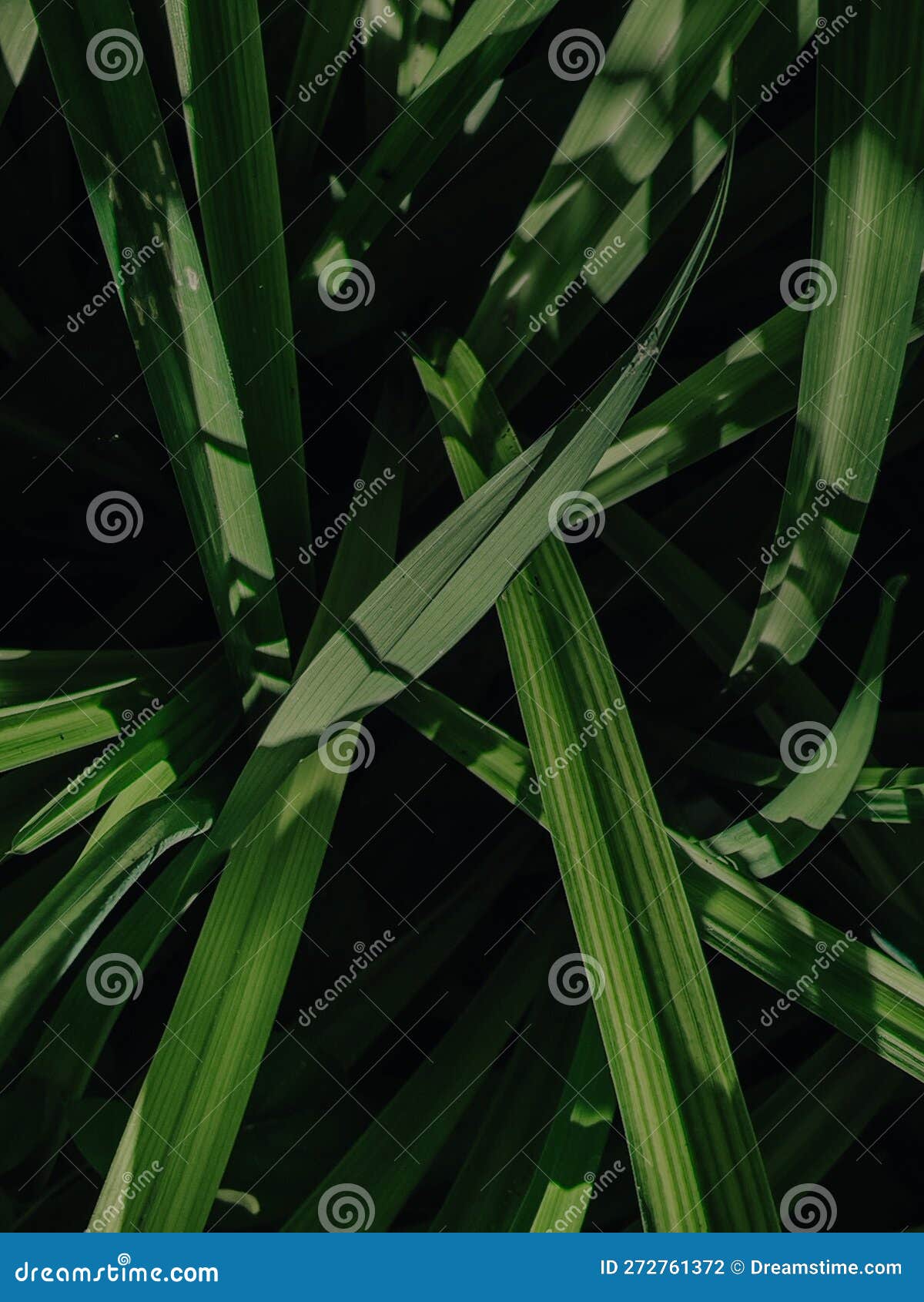 The Green Grass is on the Ground in a Dark Space Stock Photo - Image of ...