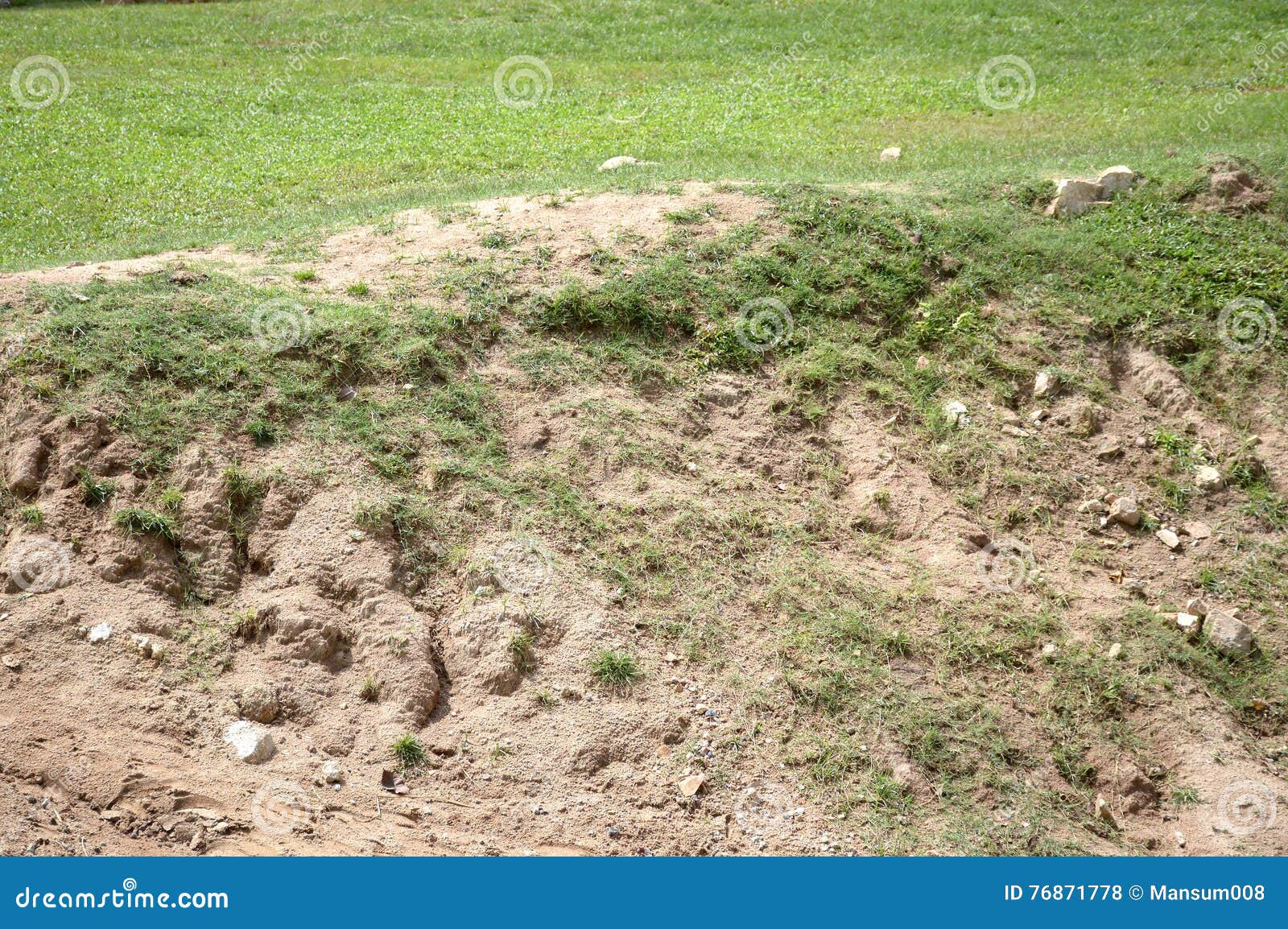 Green grass on the ground stock photo. Image of outdoor - 76871778