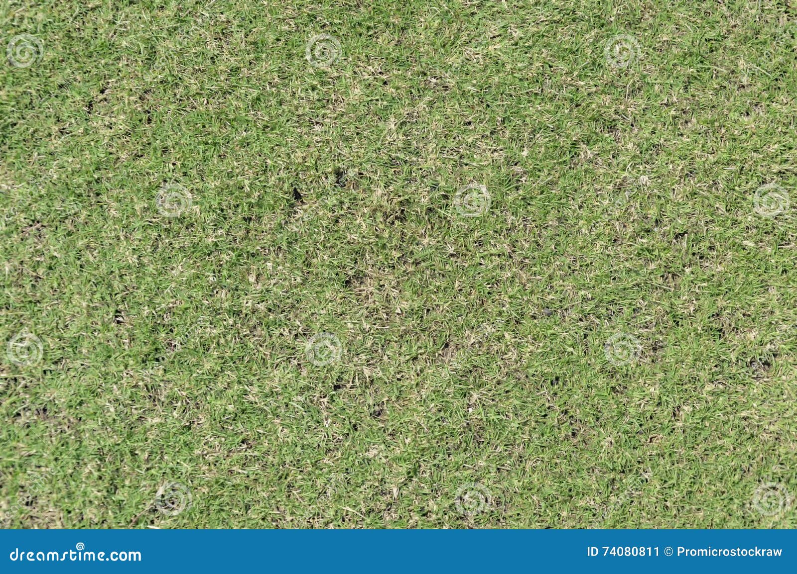 Green grass on the ground stock image. Image of summer - 74080811