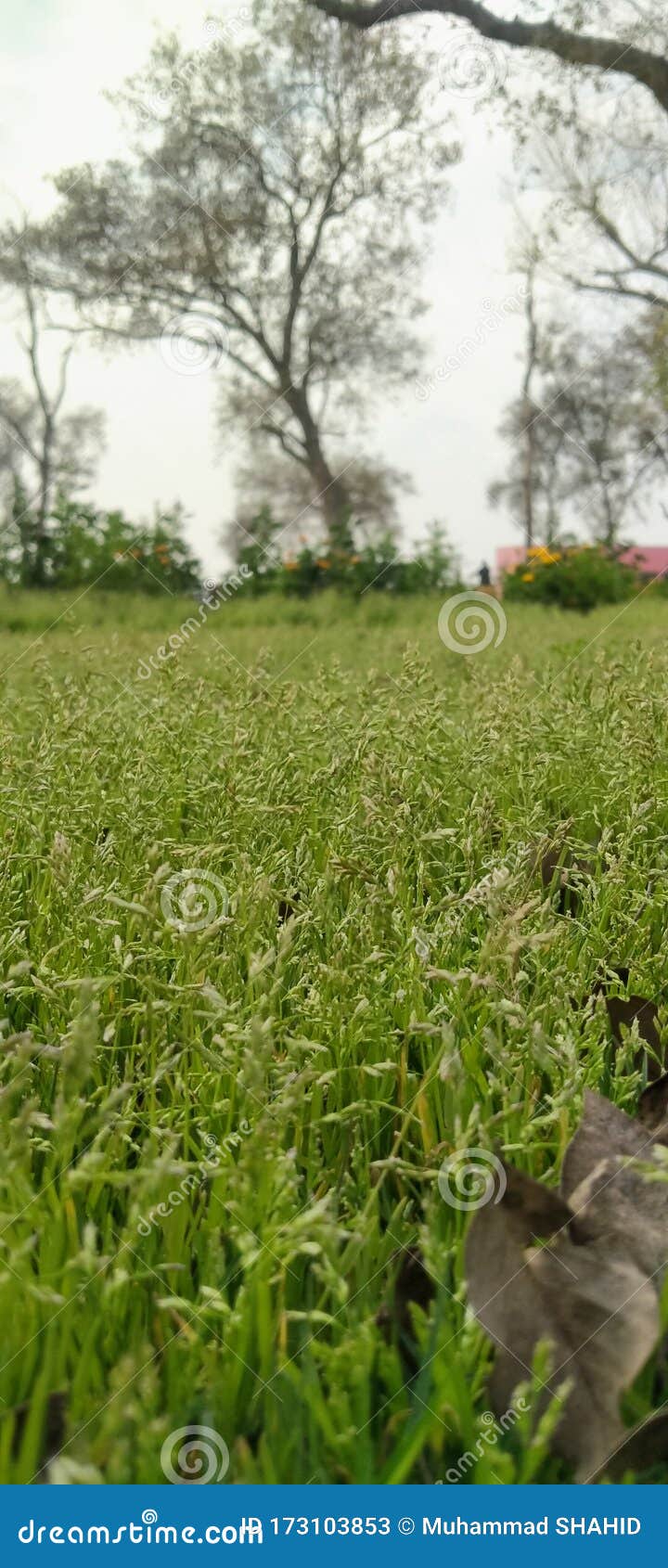 Green Grass in a Ground for Playing Stock Image - Image of grass ...
