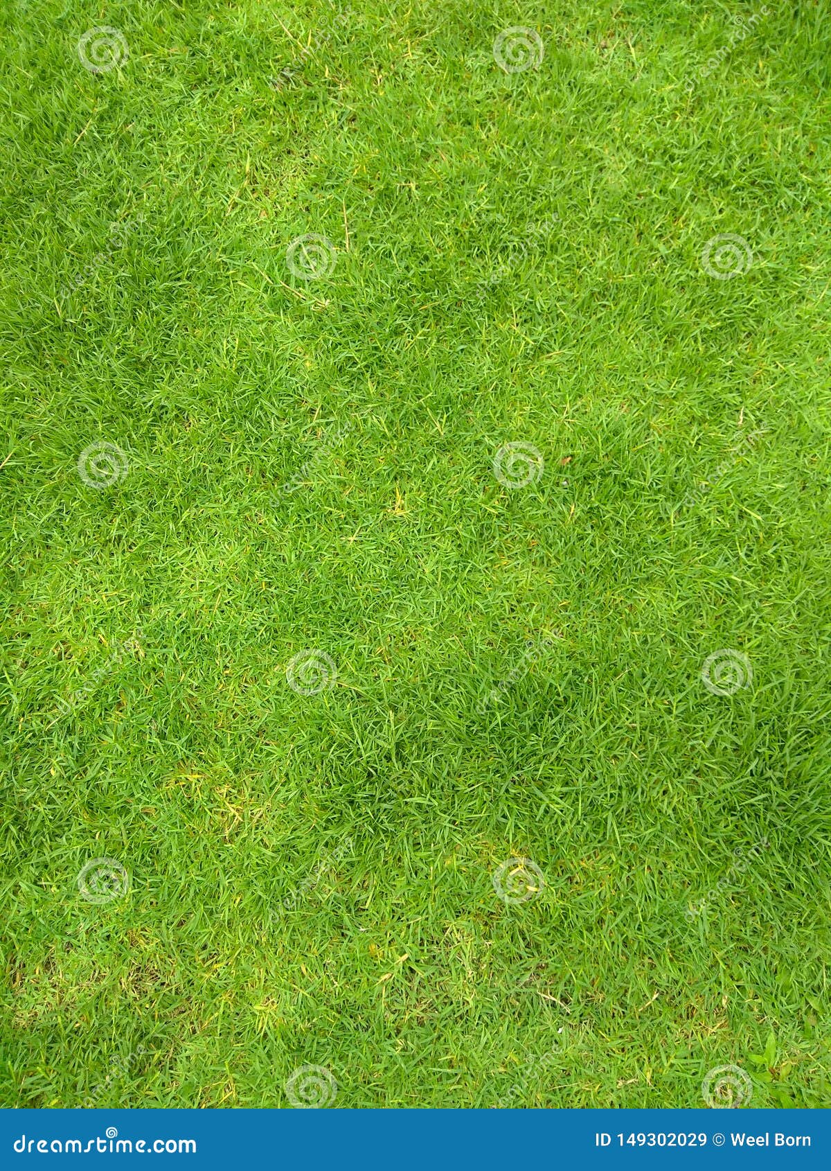 Green Grass Ground Texture Royalty-Free Stock Photo | CartoonDealer.com ...