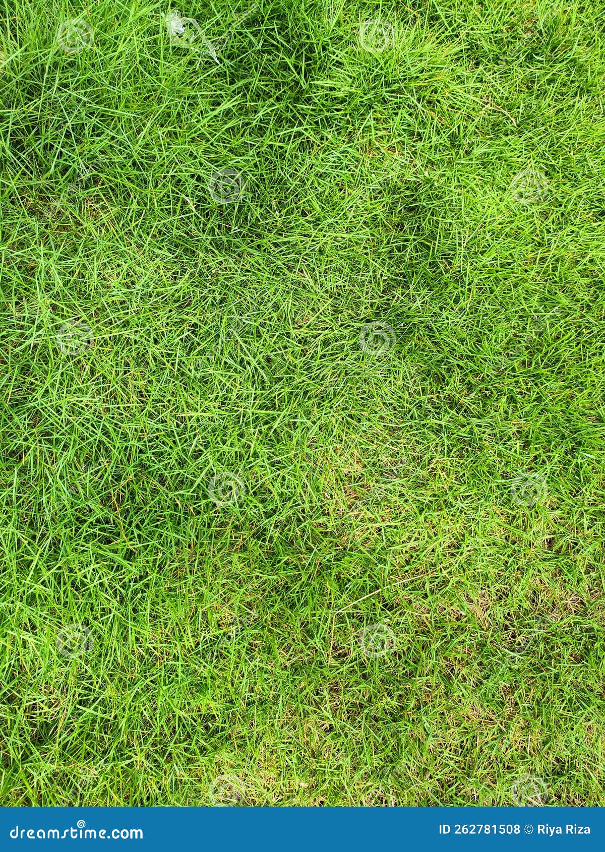 Green grass ground texture stock photo. Image of texture - 262781508