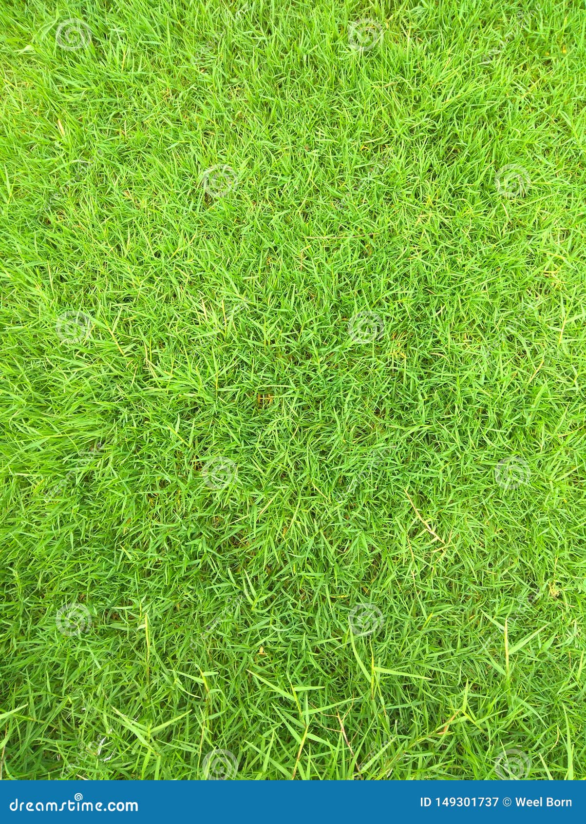 Green Grass Ground Texture stock image. Image of fresh - 149301737