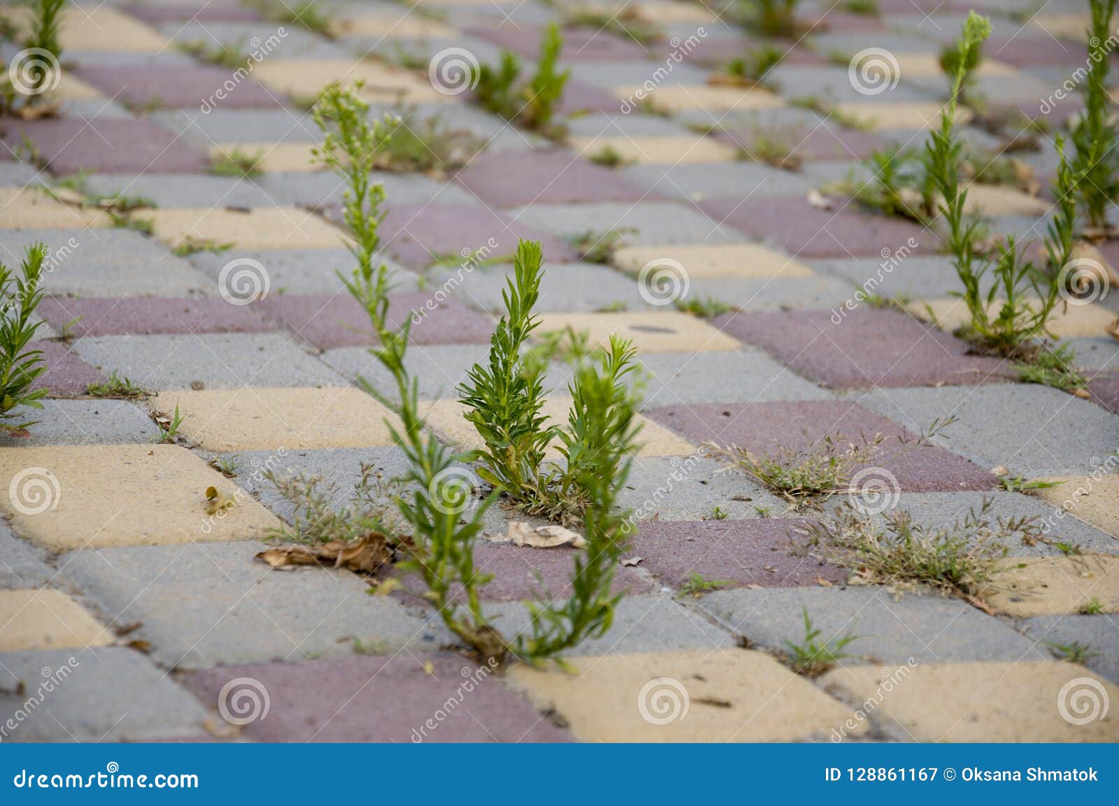 Green Grass that Grow through Multi Colored Concrete Tiles Stock Image ... Green Grass that Grow through Multi Colored Concrete Tiles Stock Image ...