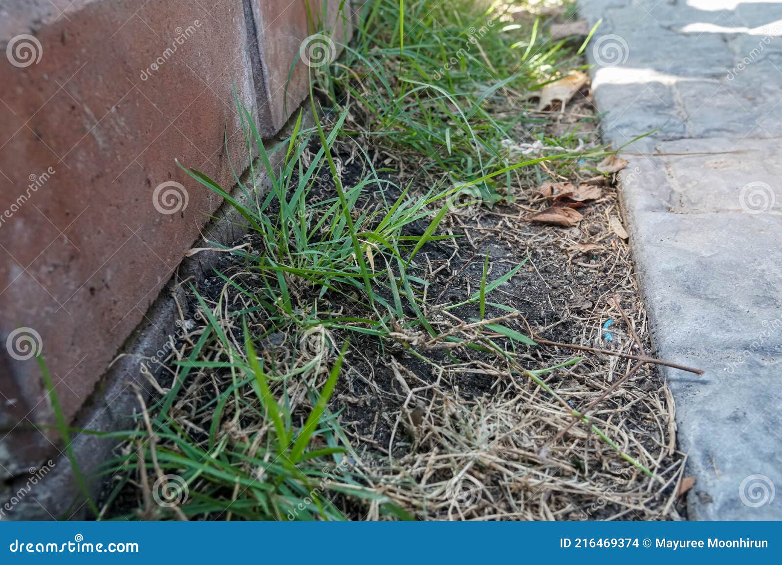 Green Grass Grow on Soil in House Backyard Stock Photo - Image of green ...