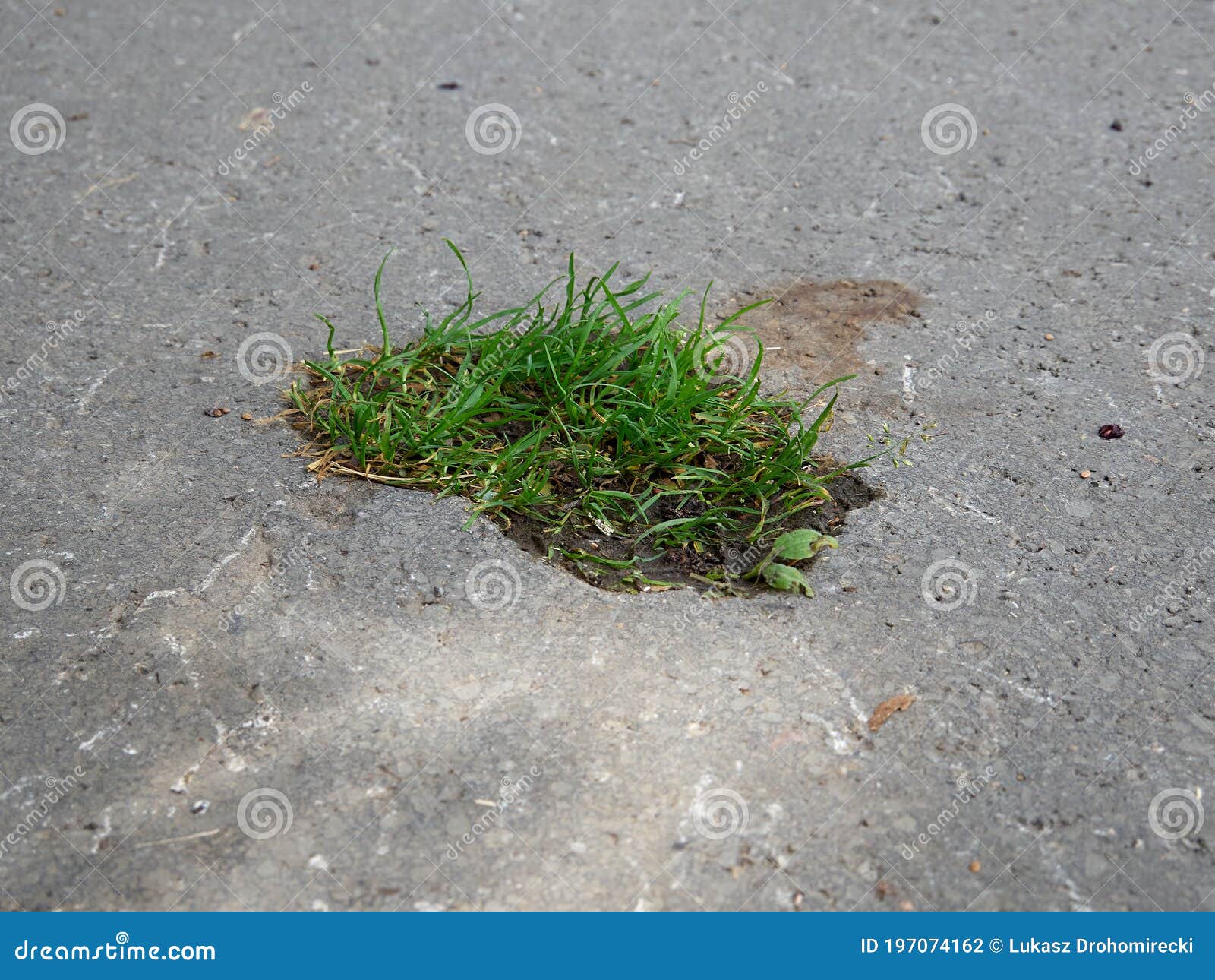Green Grass Growing from the Asphalt Road, Broken from the Force of ...