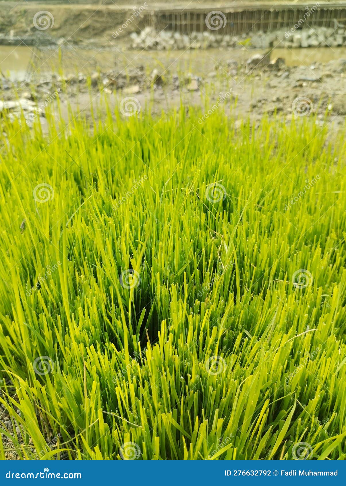 Green Grass Growing in a Barren Field Stock Photo - Image of growing ...