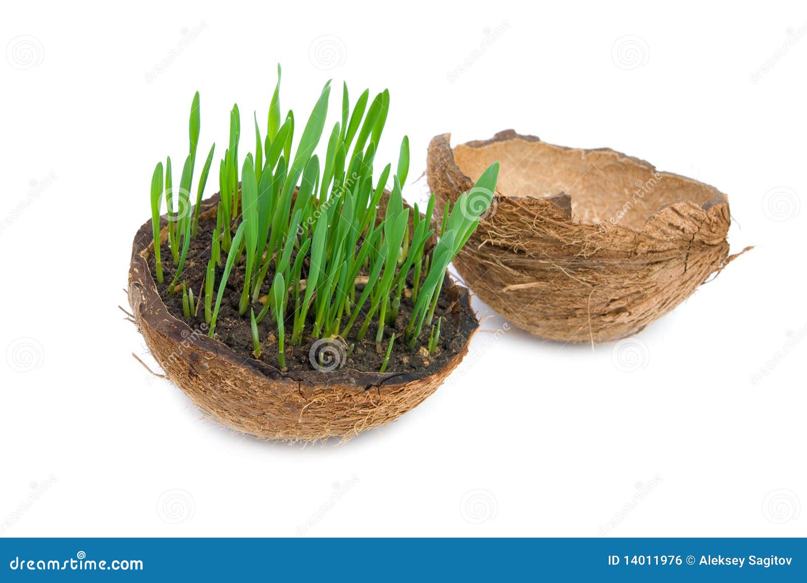 Green Grass Growing from the Cracked Coconut. Stock Photo - Image of ...