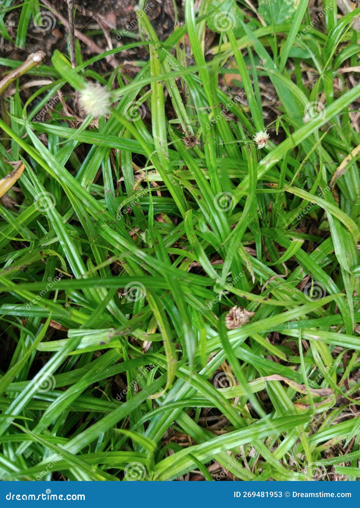 Green Grass with Growing Grass Flowers Stock Image - Image of grass ...