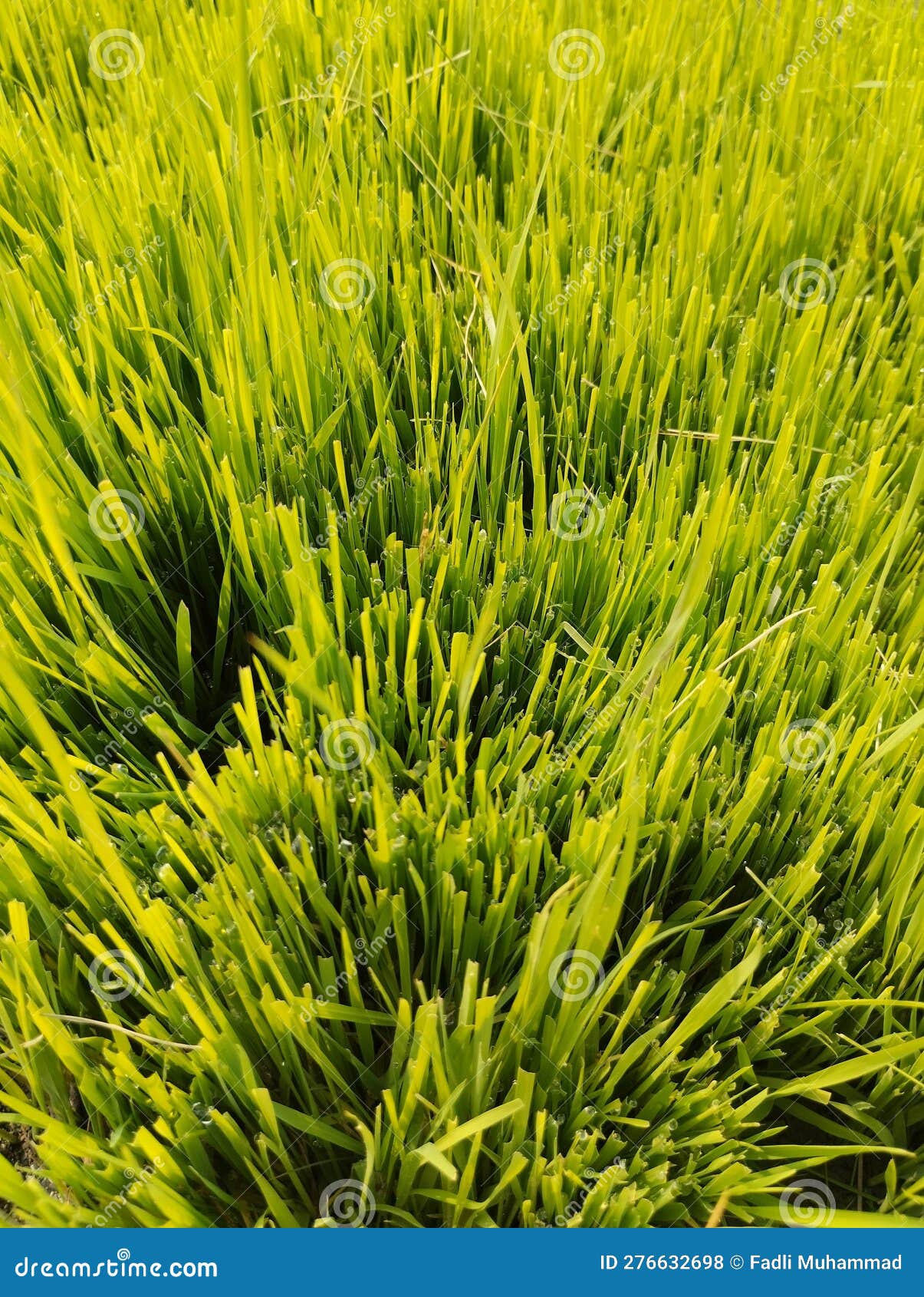 Green Grass Growing in a Large Field Stock Photo - Image of barren ...