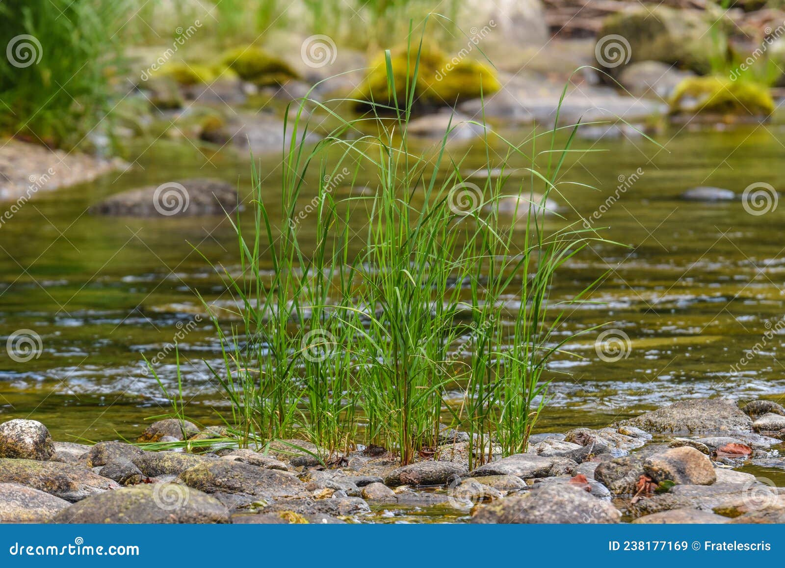 Green Grass Growing in the River through the Rocks Stock Image - Image ...
