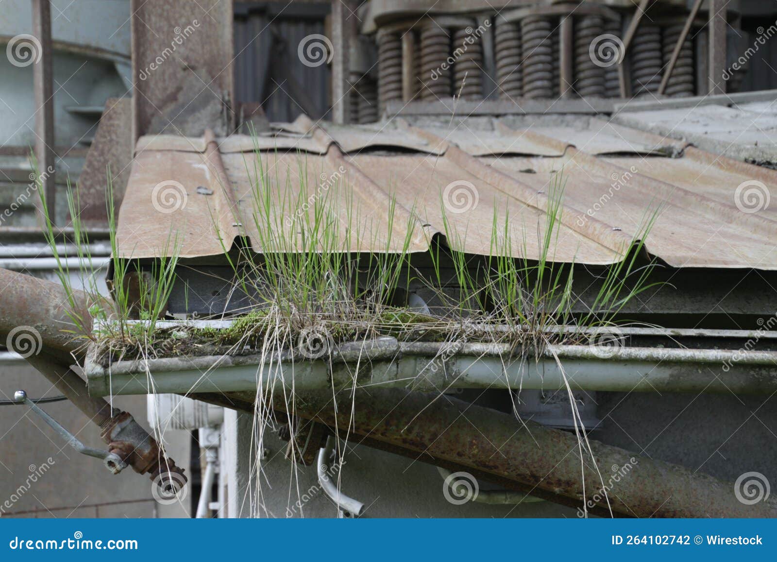 Green Grass Growing on a Rusty Metal Roof Stock Photo - Image of season ...