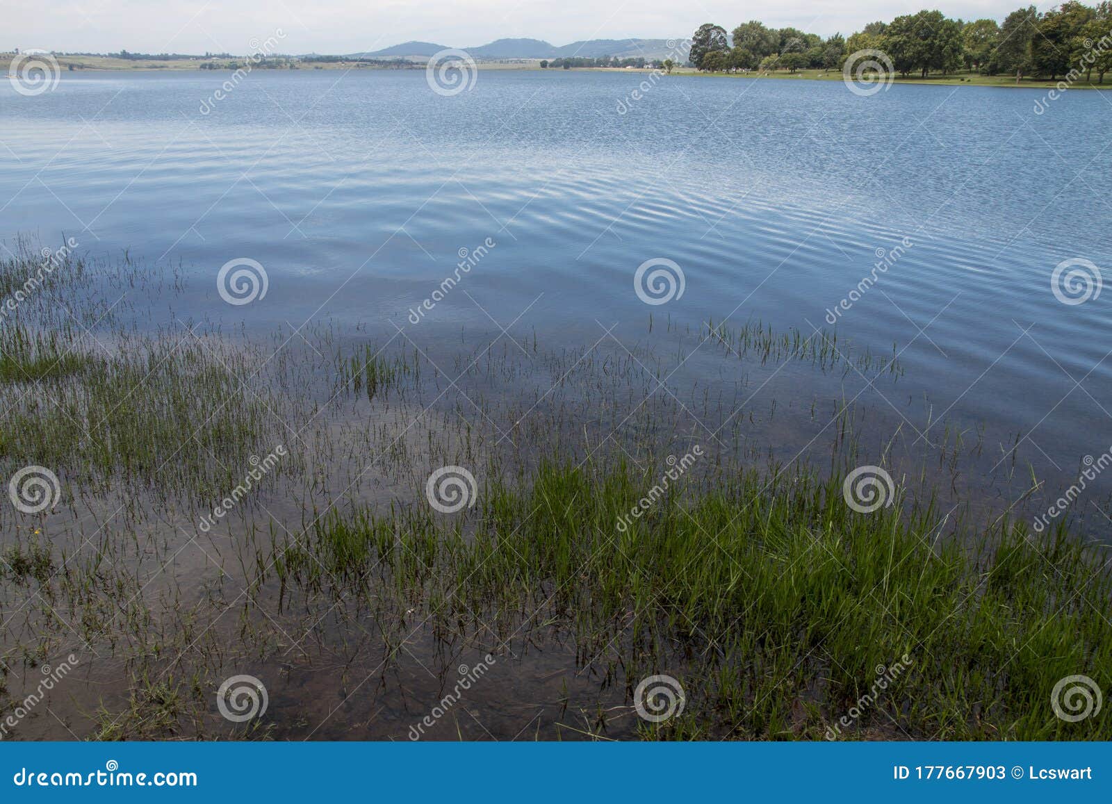 Green Grass Growing in the Shallow Water of Midmar Dam Stock Image ...