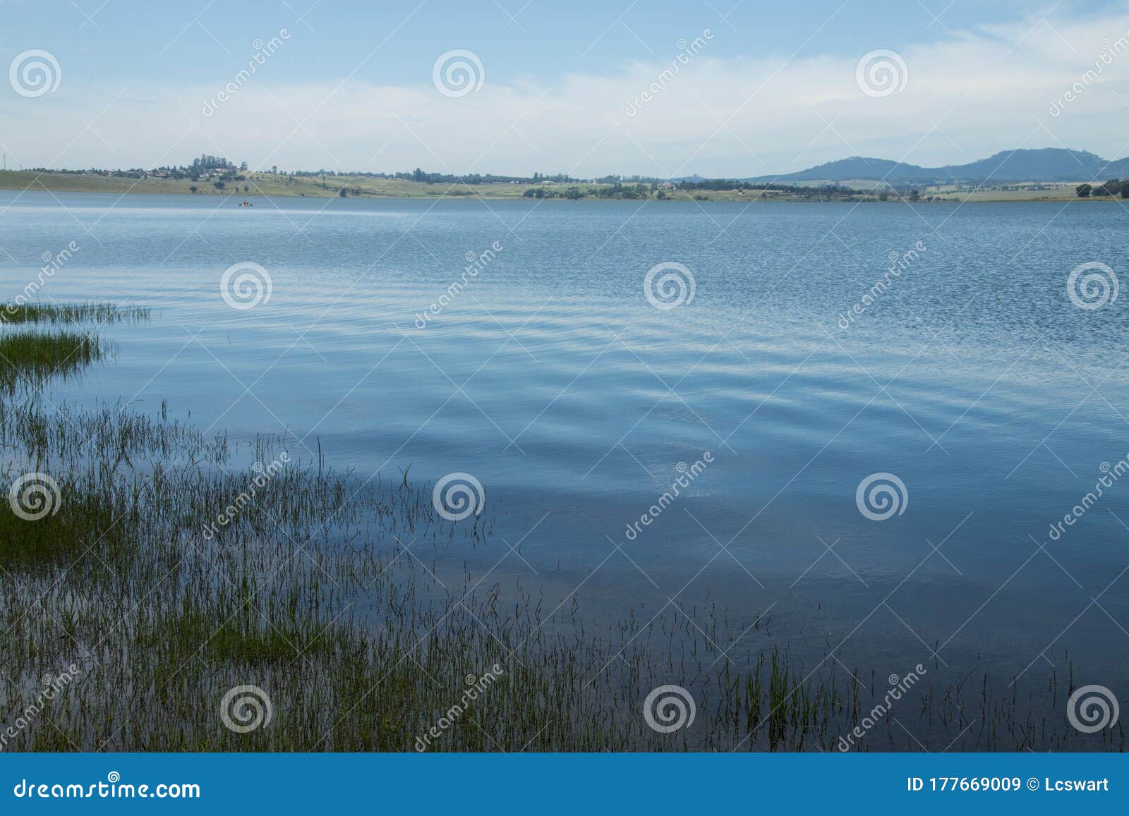 Green Grass Growing in the Shallow Water of Midmar Dam Stock Image ...
