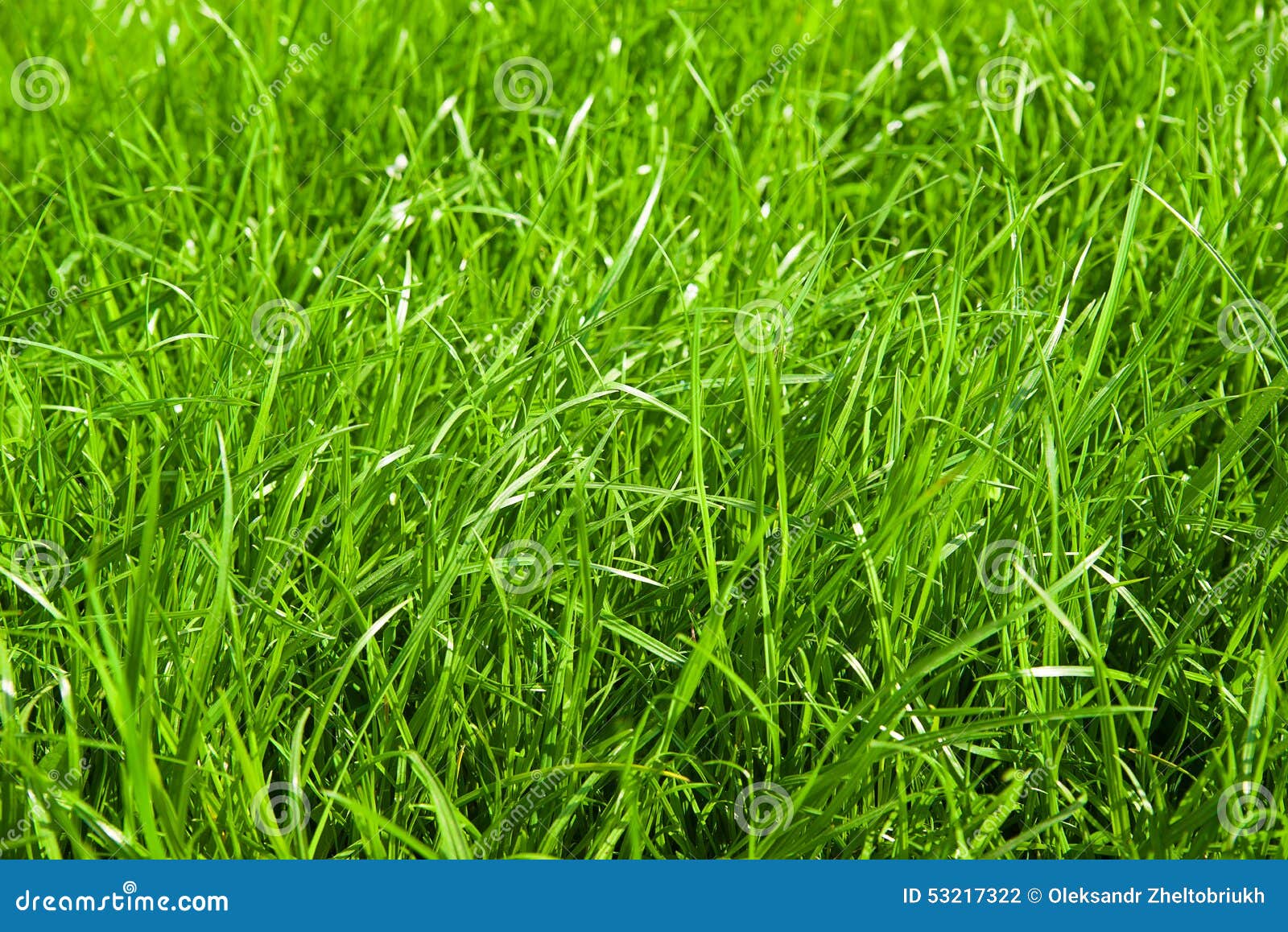 Green Grass Growing from a Spring Lawn. Stock Photo - Image of ground ...