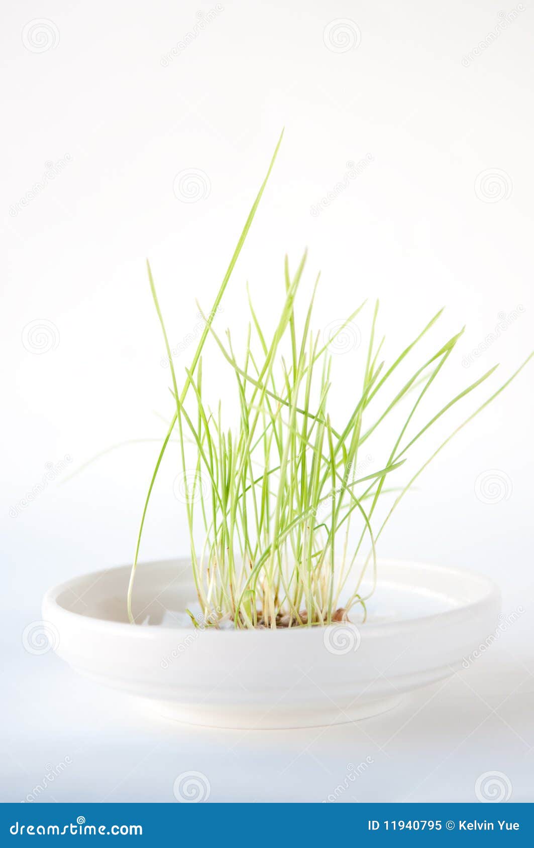 Green Grass Growing in a White Dish Stock Image - Image of dish, grow ...